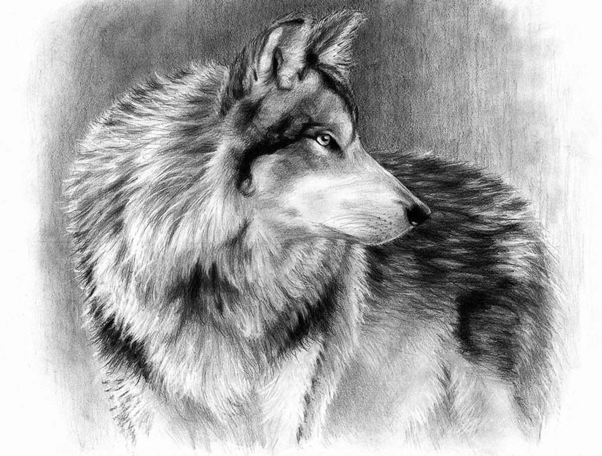 Комплект за лесно рисуване с моливи Royal & Langnickel - Вълк, графика ...